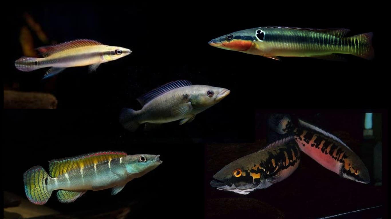 All About Pike Cichlids: Their Diet, Care, and Habitat - Aquarium Friend
